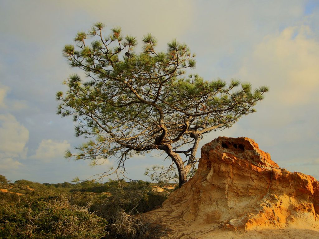 Torrey Pine | Nature Collective