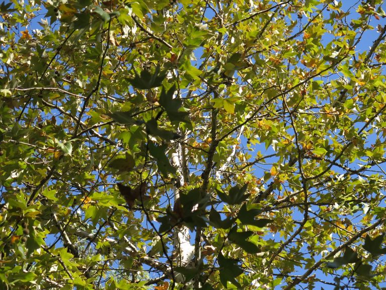 California Sycamore | Nature Collective