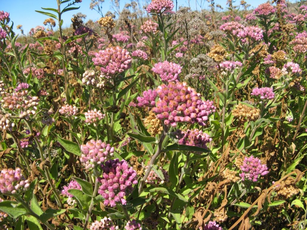 Salt Marsh Fleabane | Nature Collective