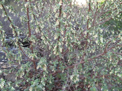 Winter Currant | Nature Collective