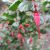 Plant Location: Chaparral | Nature Collective