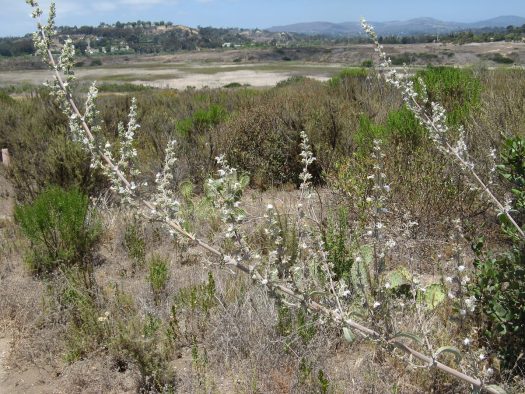 White Sage | Nature Collective