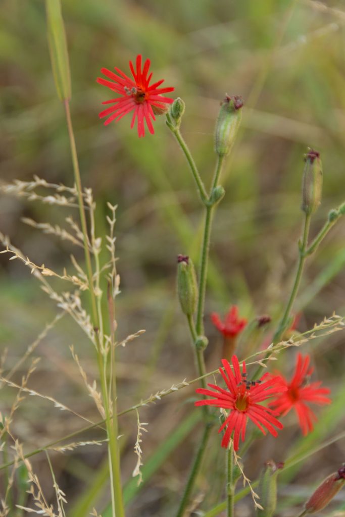 Southern Pink | Nature Collective