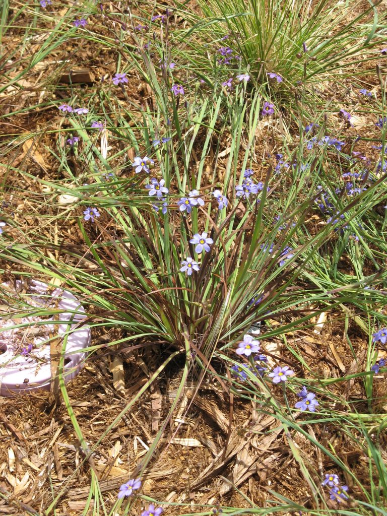 Blue-eyed grass | Nature Collective
