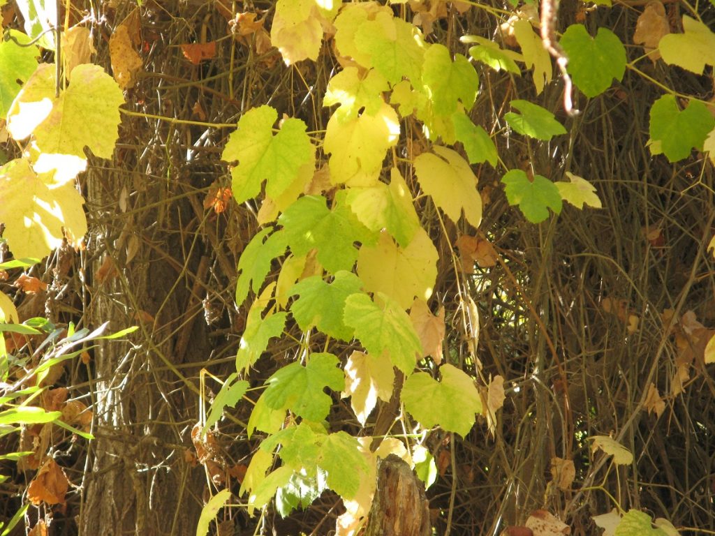 Desert Grape | Nature Collective