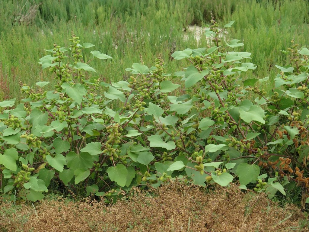 Cocklebur | Nature Collective