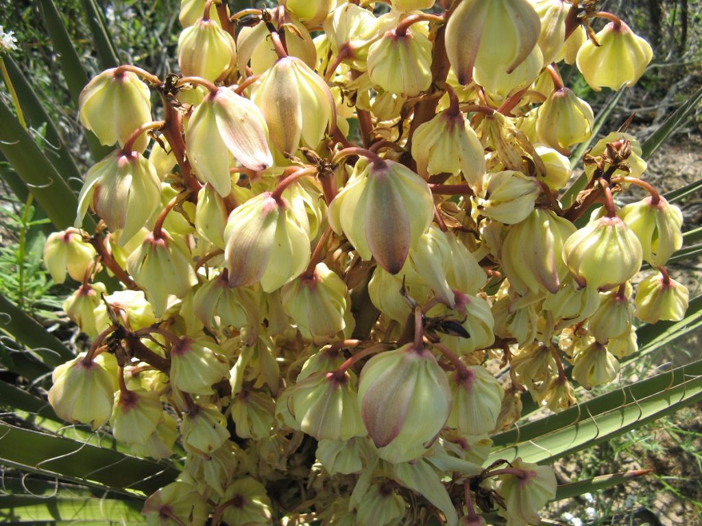 Mojave Yucca | Nature Collective
