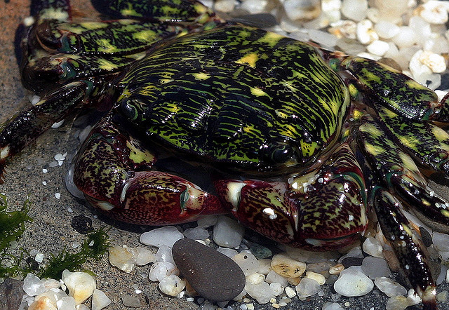 Striped Shore Crab | Nature Collective