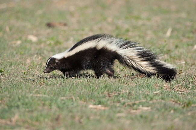 Striped Skunk | Nature Collective