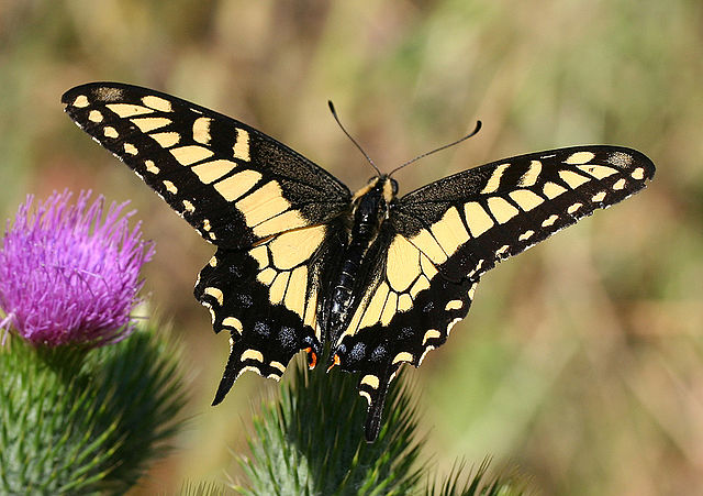 Anise Swallowtail | Nature Collective