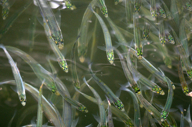 Topsmelt | Nature Collective