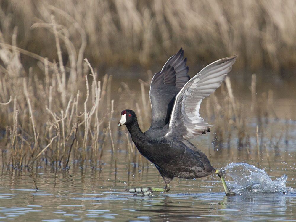 American Coot | Nature Collective