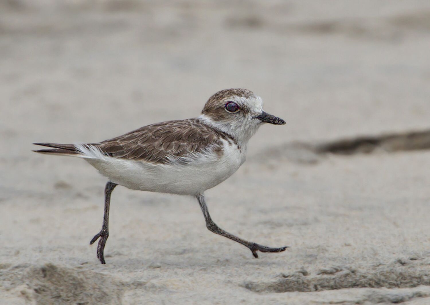 Western Snowy Plover | Nature Collective