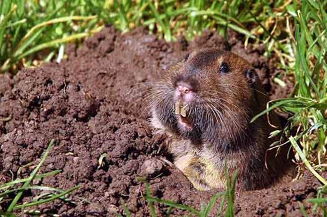 Pocket Gopher | Nature Collective
