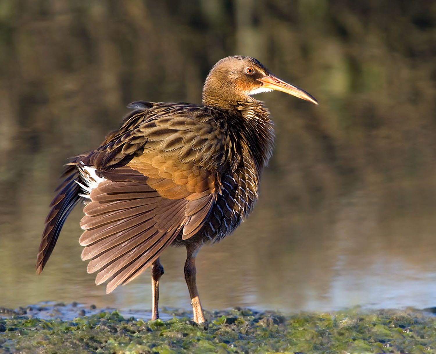 Ridgway’s Rail | Nature Collective