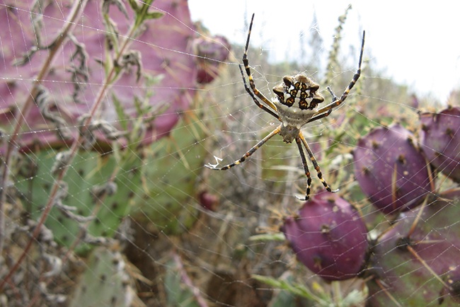 Silver Argiope | Nature Collective