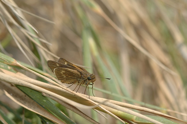 Wandering Skipper | Nature Collective
