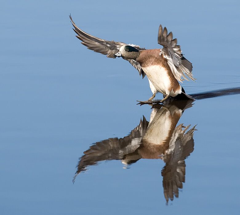 American Wigeon | Nature Collective