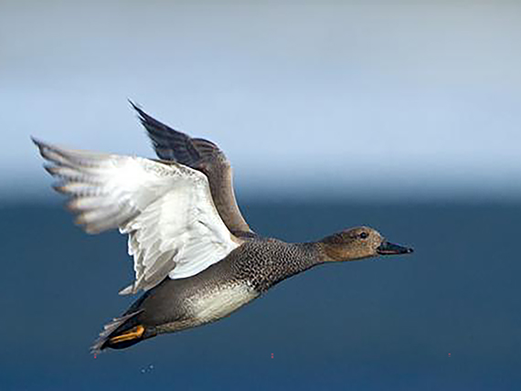 Gadwall | Nature Collective