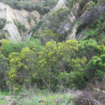 Plant Guide - By Scientific Name | Nature Collective