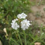 Common Cryptantha | Nature Collective