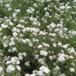 Common Cryptantha | Nature Collective