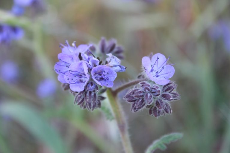 Common Phacelia | Nature Collective