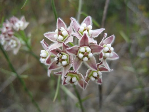 Climbing Milkweed | Nature Collective
