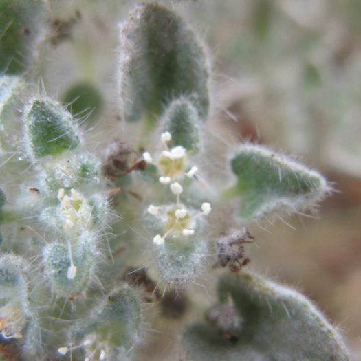 Doveweed | Nature Collective