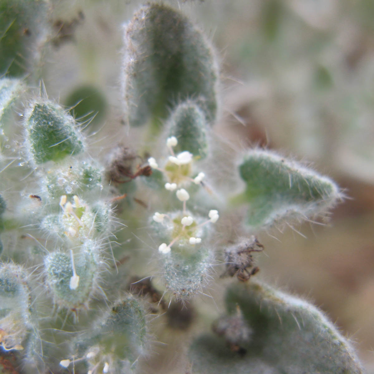 Doveweed | Nature Collective