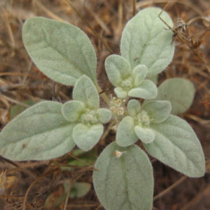 Doveweed | Nature Collective