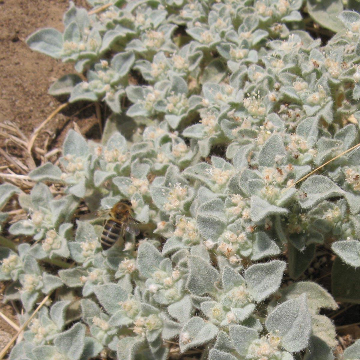 Doveweed | Nature Collective