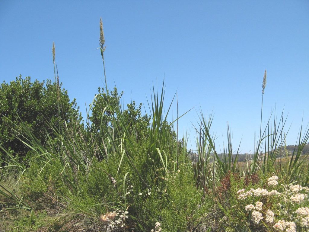 Giant Wild Rye | Nature Collective