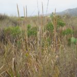 Giant Wild Rye | Nature Collective