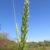Giant Wild Rye | Nature Collective