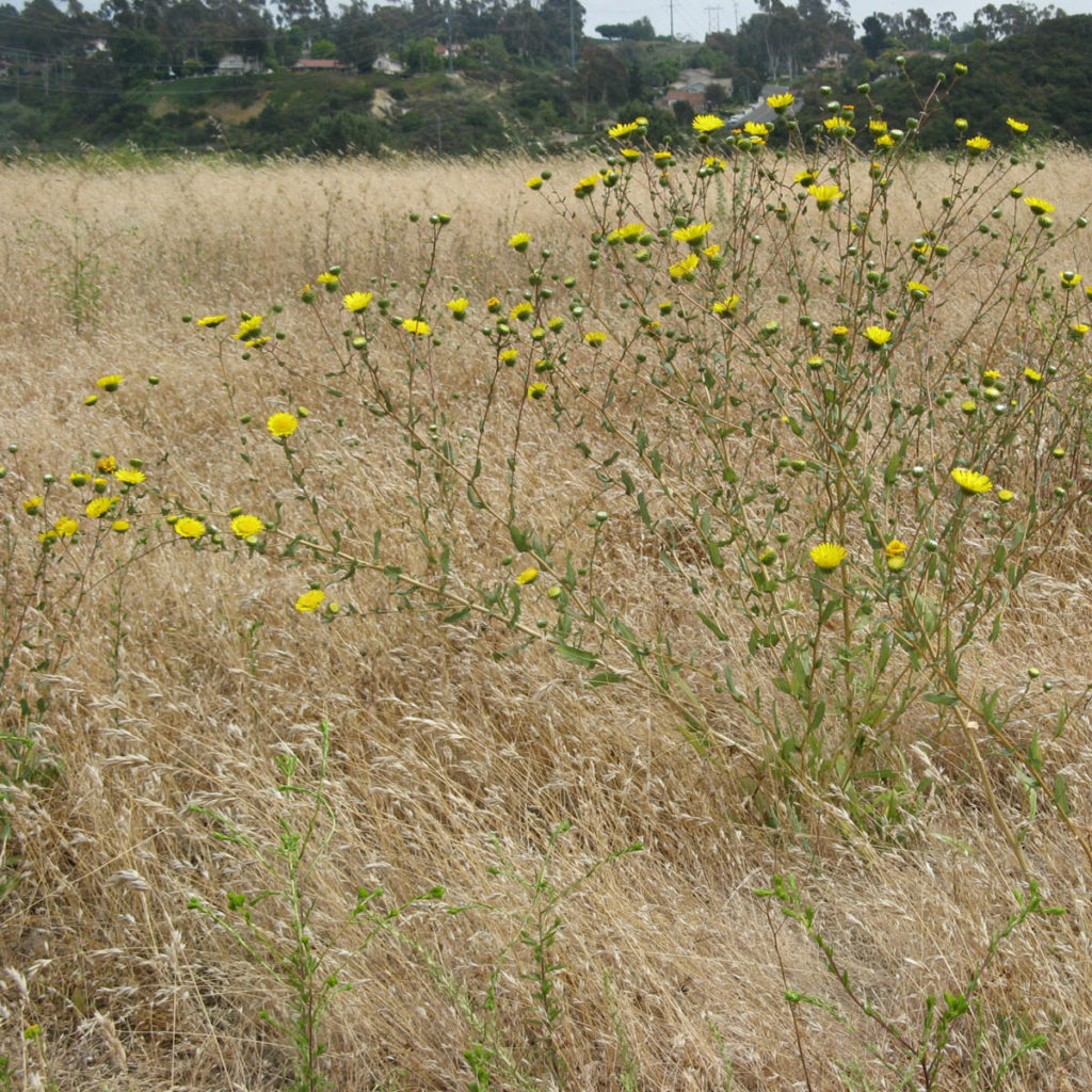 Gumplant | Nature Collective