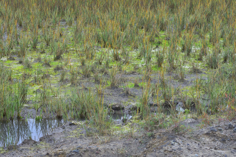 Greening + Lagoon Restoration | Nature Collective