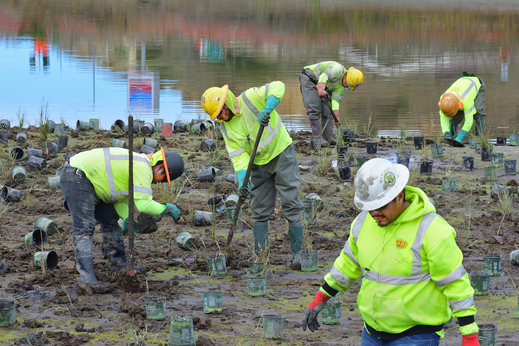 Greening + Lagoon Restoration | Nature Collective