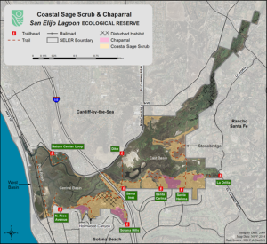 Black Sage | Nature Collective