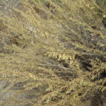 California Sagebrush | Nature Collective