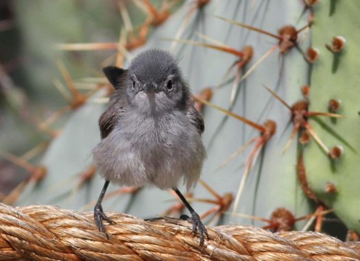 Big Habitat Help for Little Peeps | Nature Collective