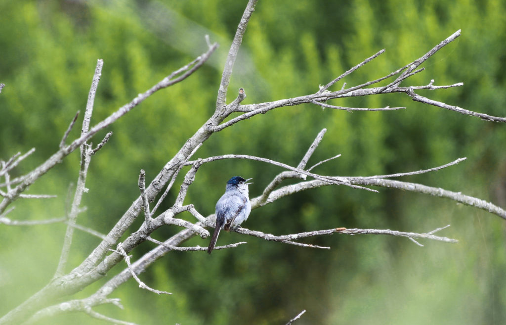 Nature Journaling | Nature Collective