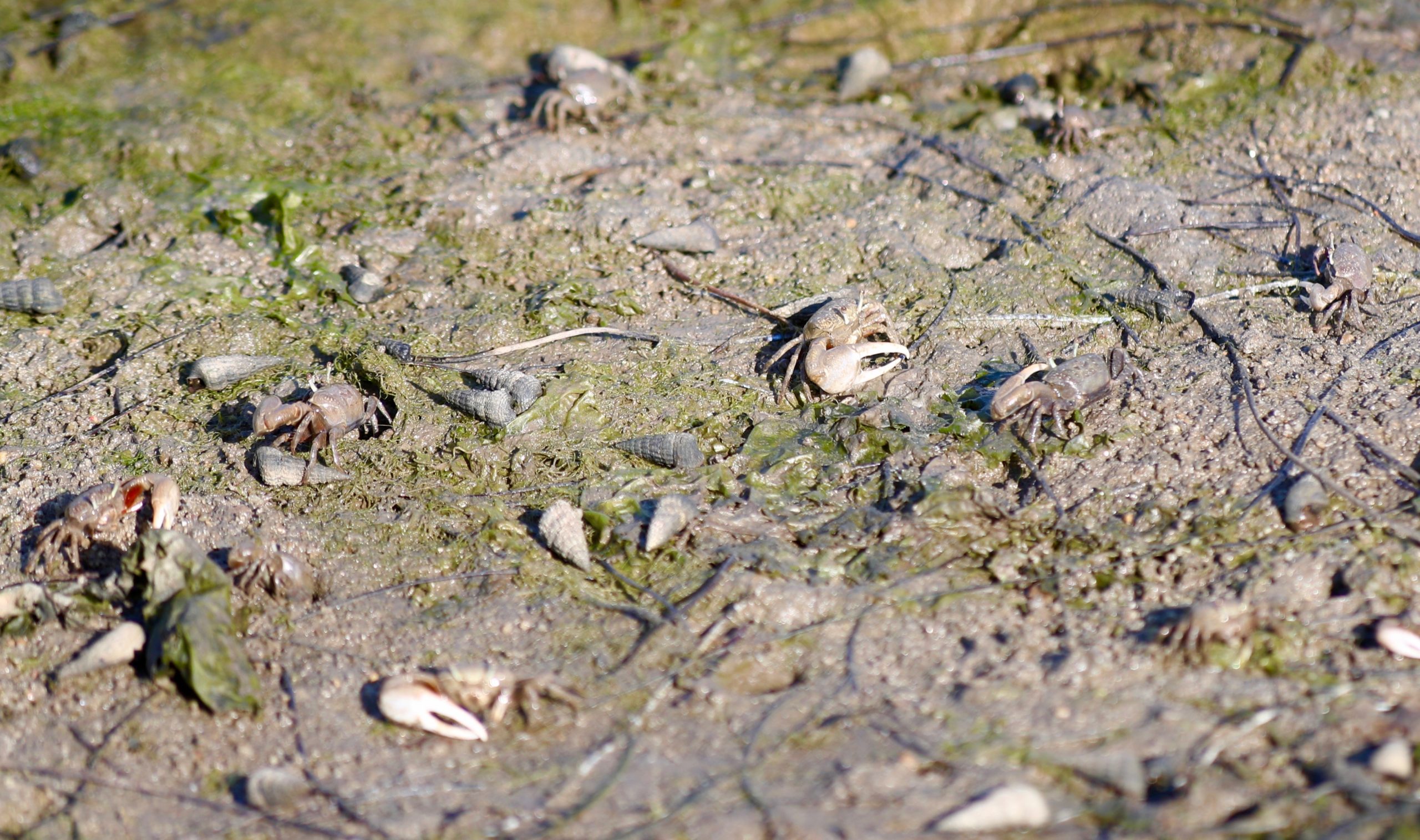 Fiddler Crab | Nature Collective