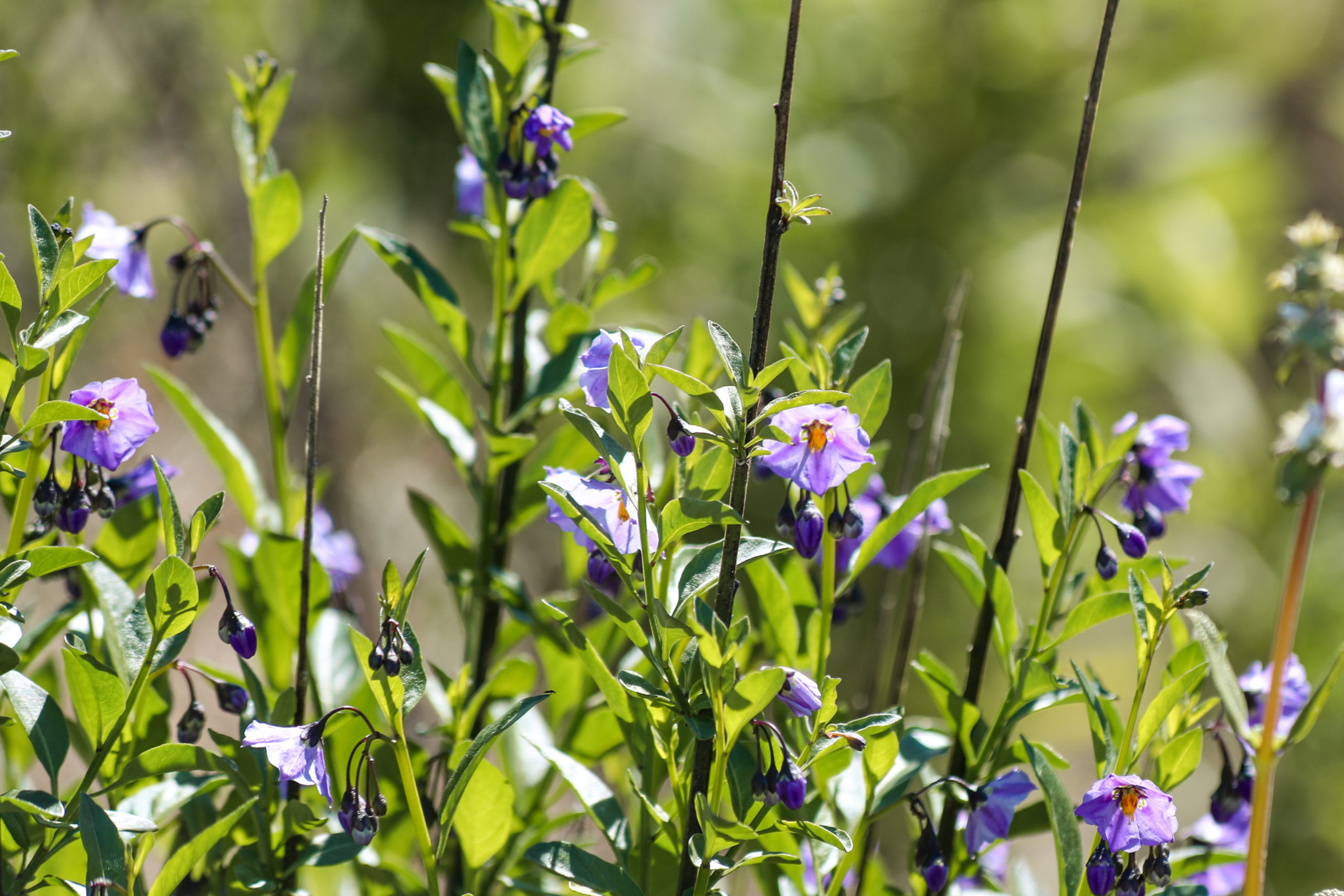 Wildflower Hour | Nature Collective