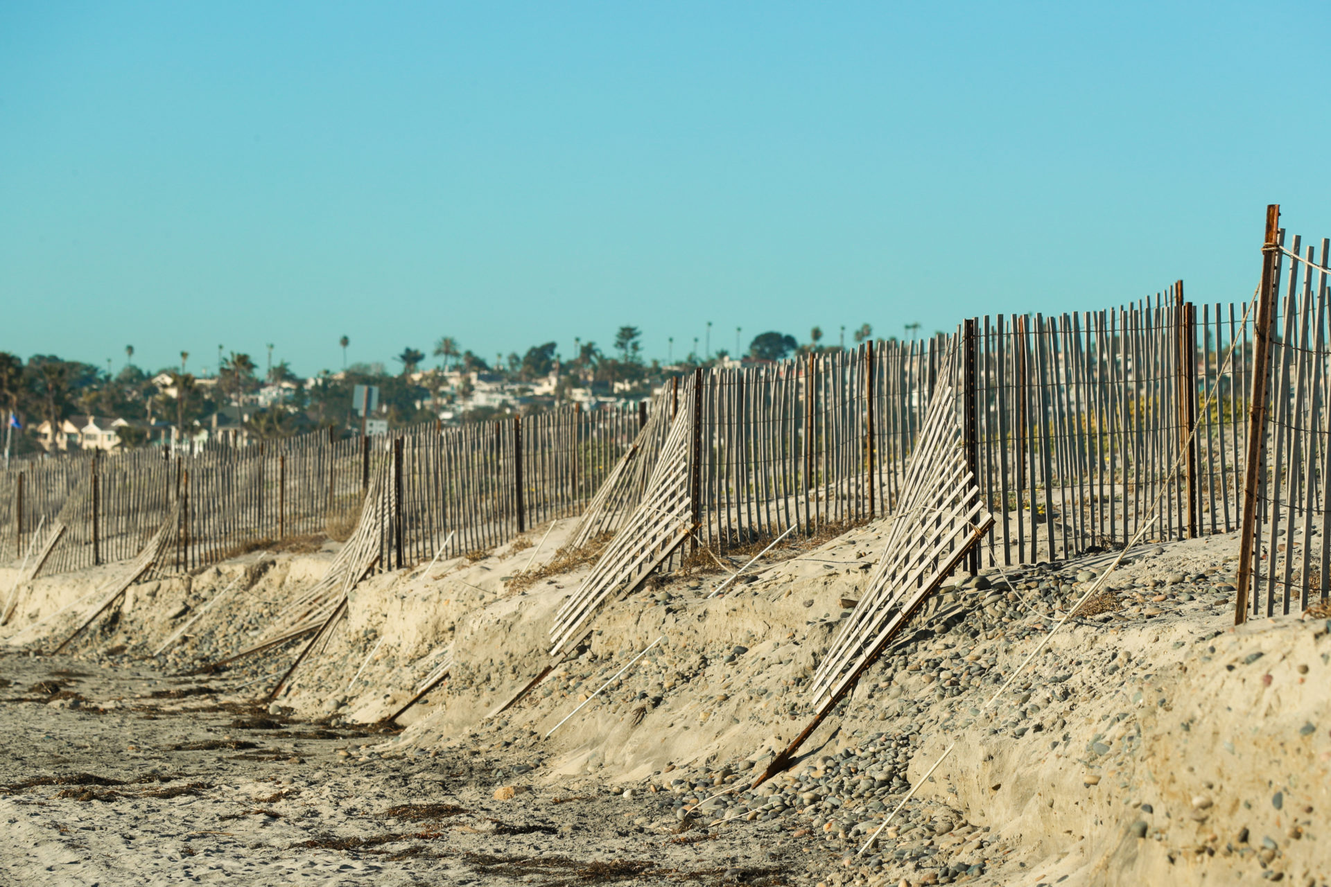 Cardiff Beach Living Shoreline Gets More Sand: June 1-8 | Nature Collective