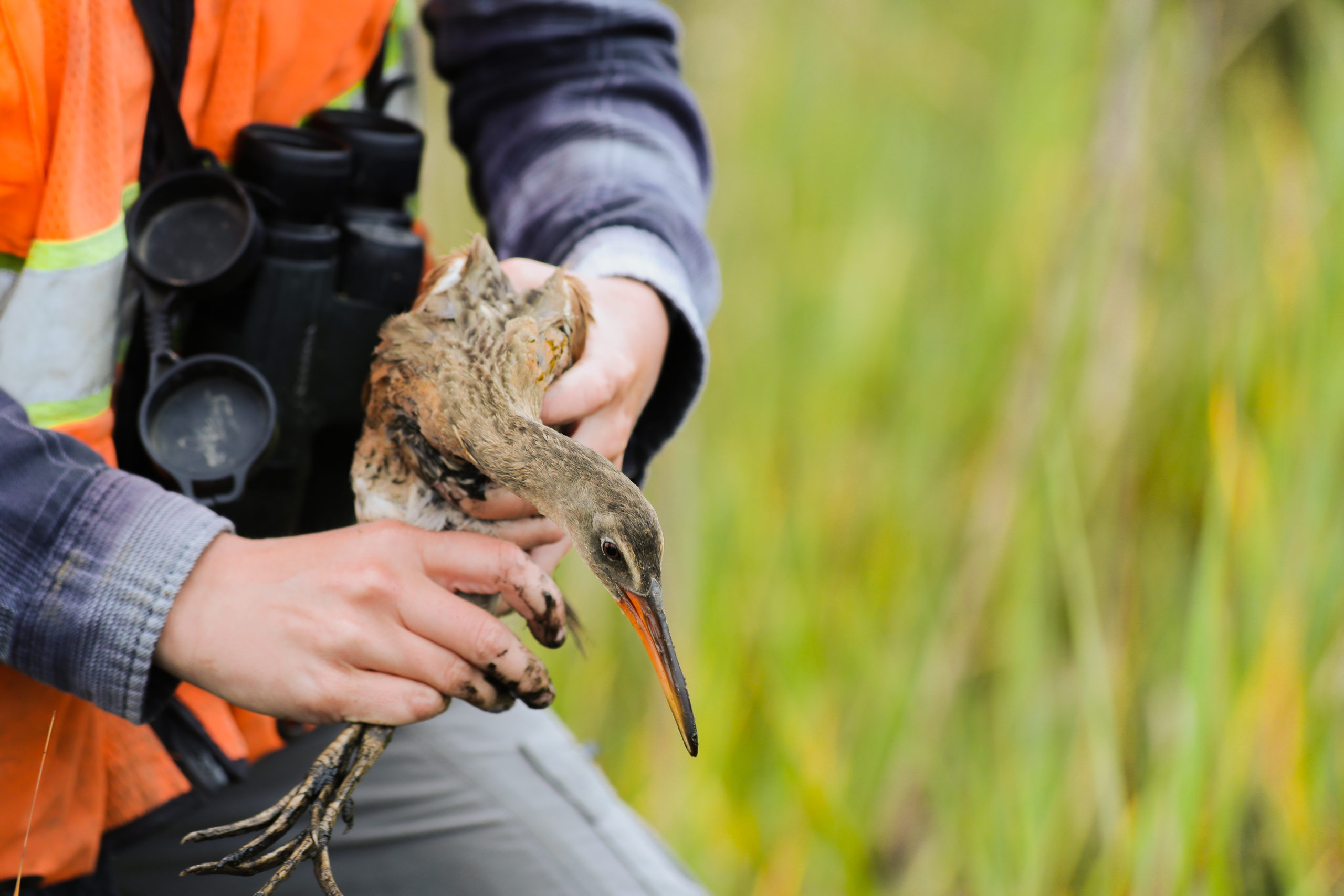 Are Ridgway’s Rails Travelers? | Nature Collective