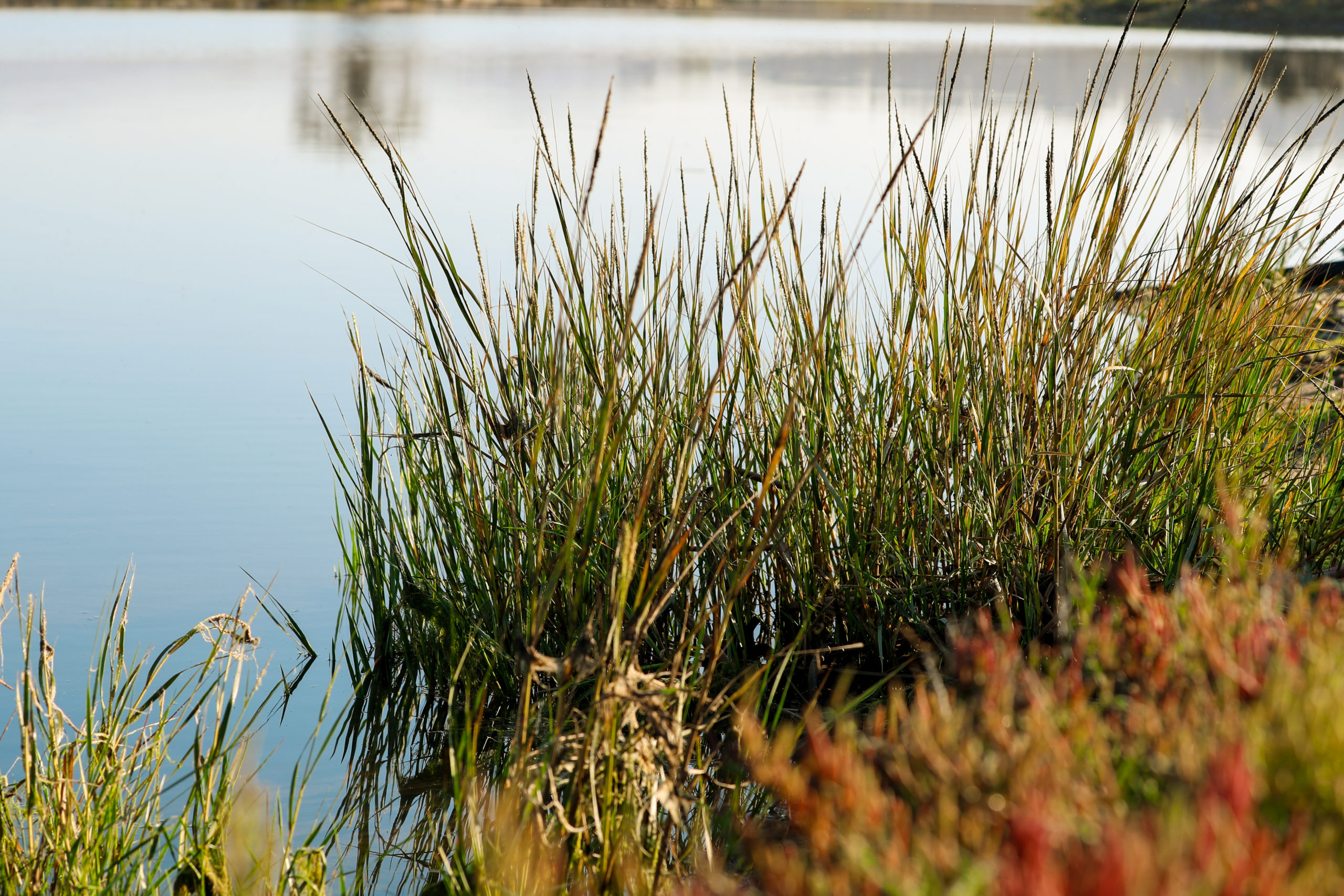 Conservation | Nature Collective