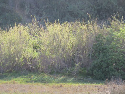 Sandbar Willow | Nature Collective
