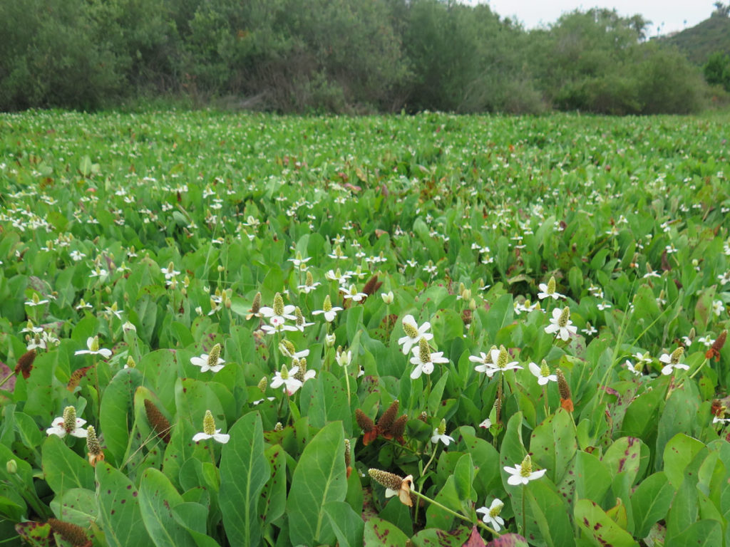 Yerba mansa | Nature Collective