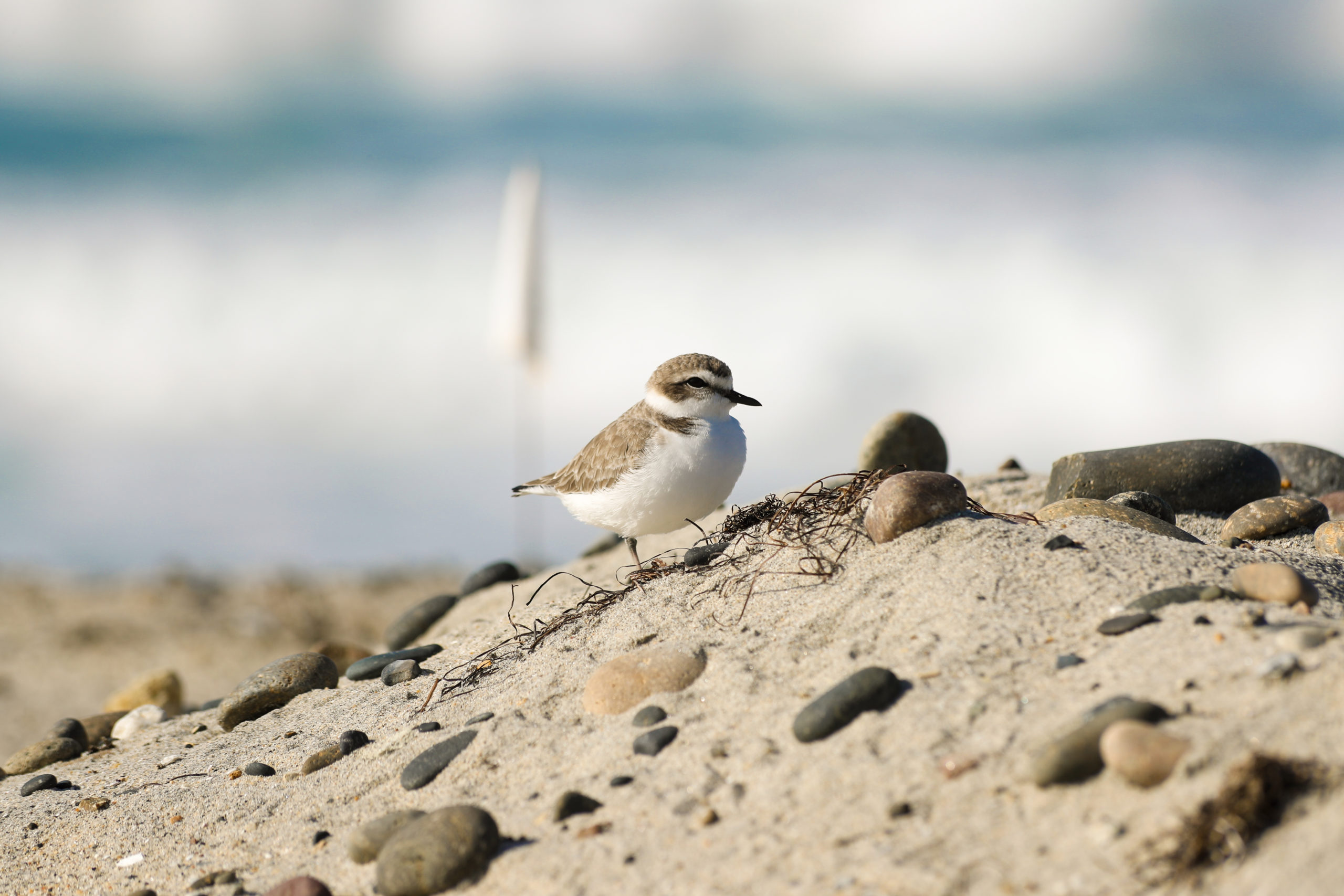 Cardiff Living Shoreline | Nature Collective